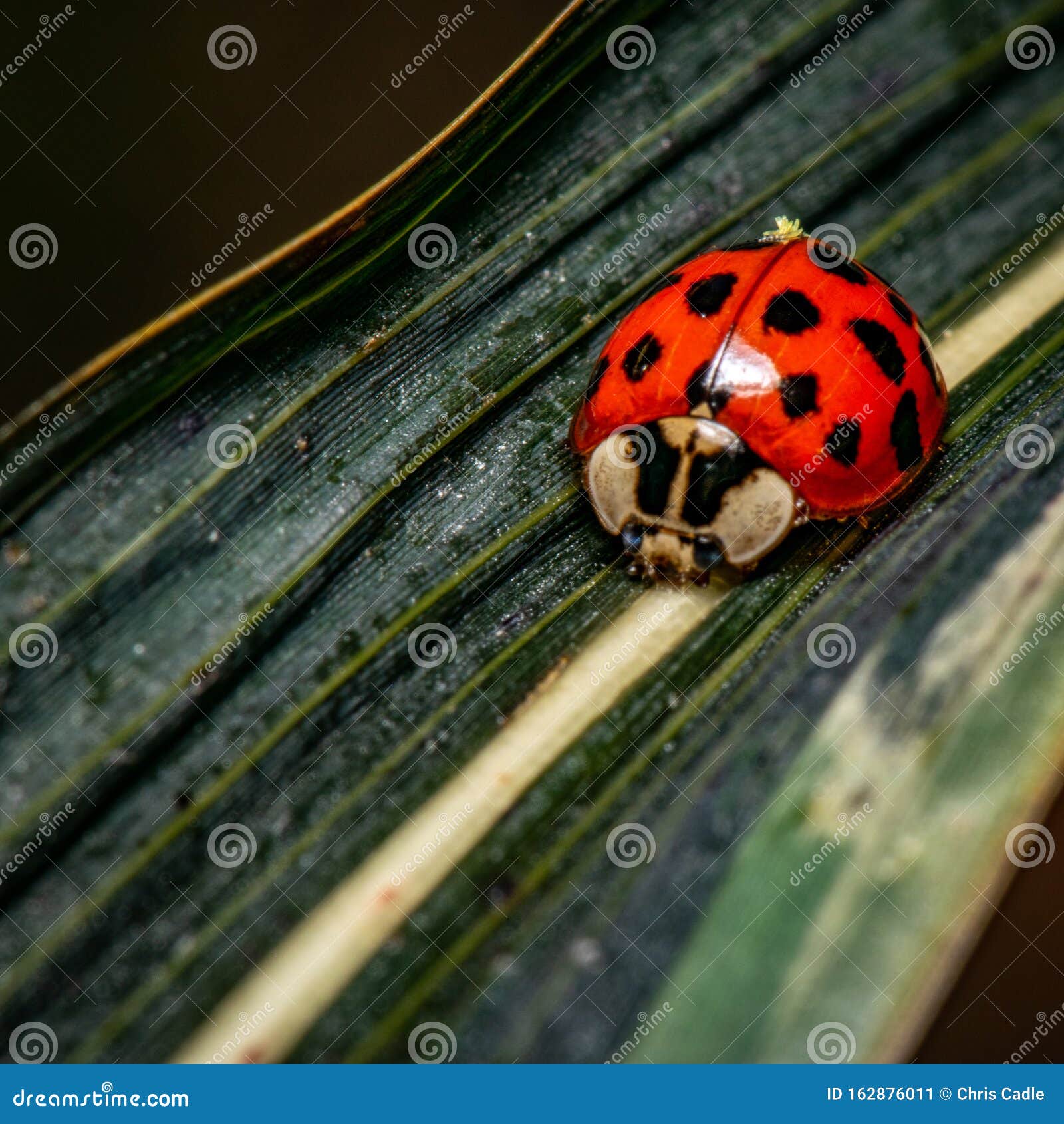A ladybug macro stock image. Image of ladybug, insects - 162876011