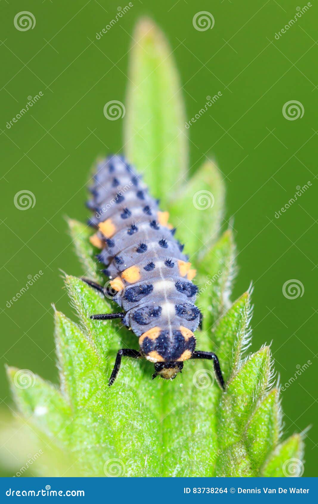Ladybug in the making stock photo. Image of colorful - 83738264