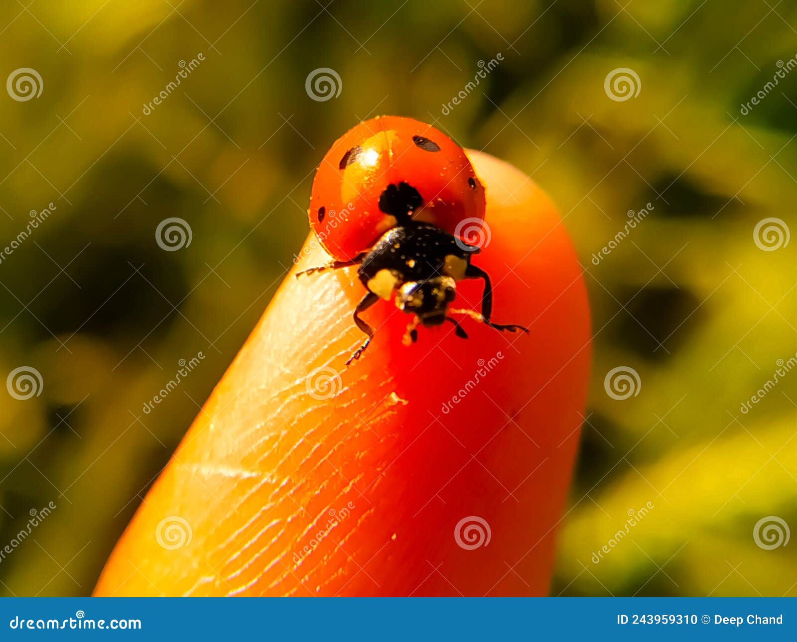 Ladybug on a man finger stock photo. Image of care, ladybird - 243959310