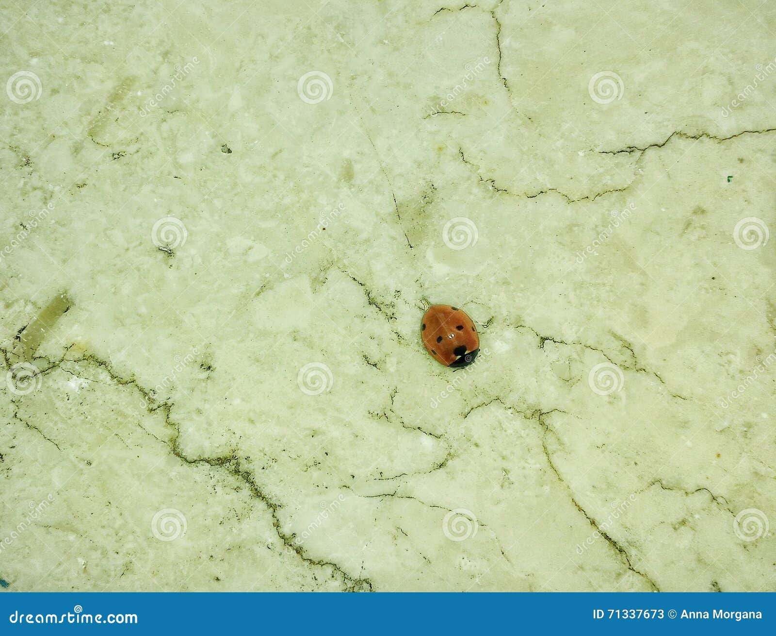 Ladybug on marble stock image. Image of beautiful, background - 71337673