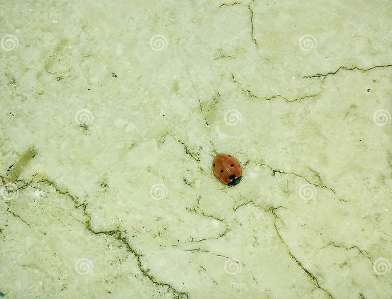 Ladybug on marble stock image. Image of beautiful, background - 71337673