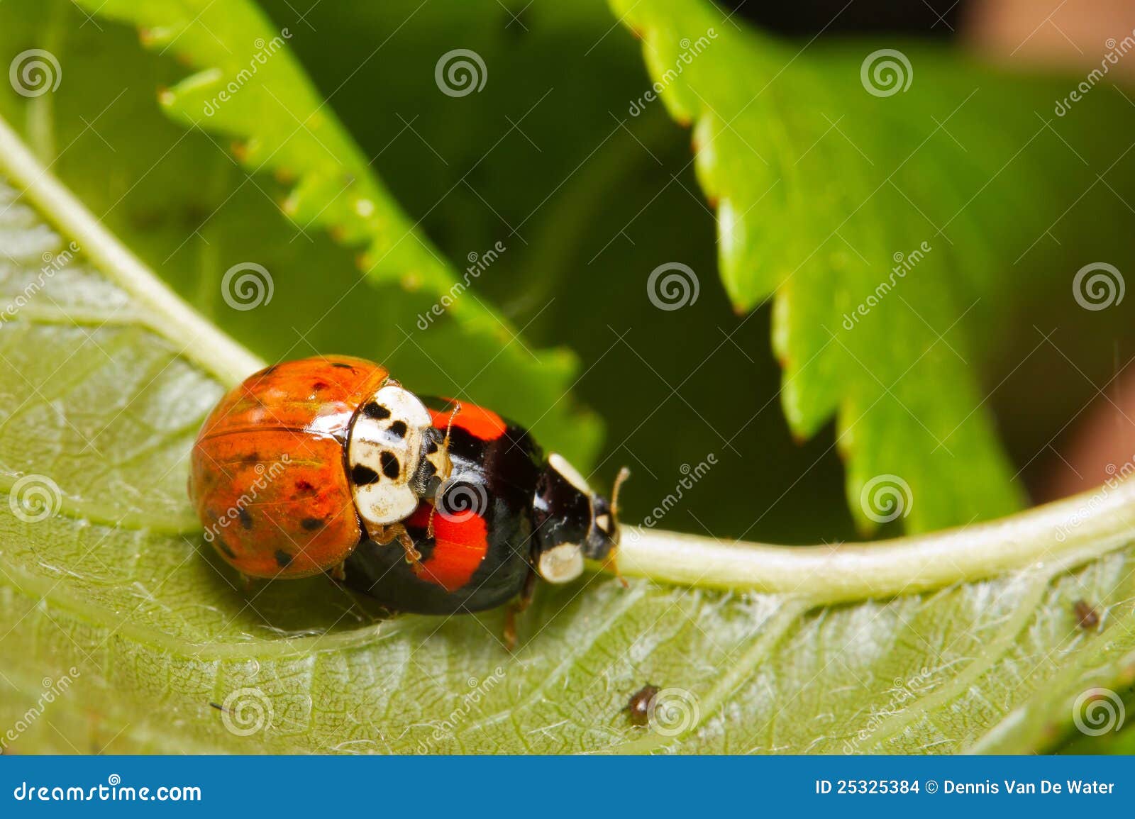 Ladybug mating stock photo. Image of copulation, seasonal - 25325384
