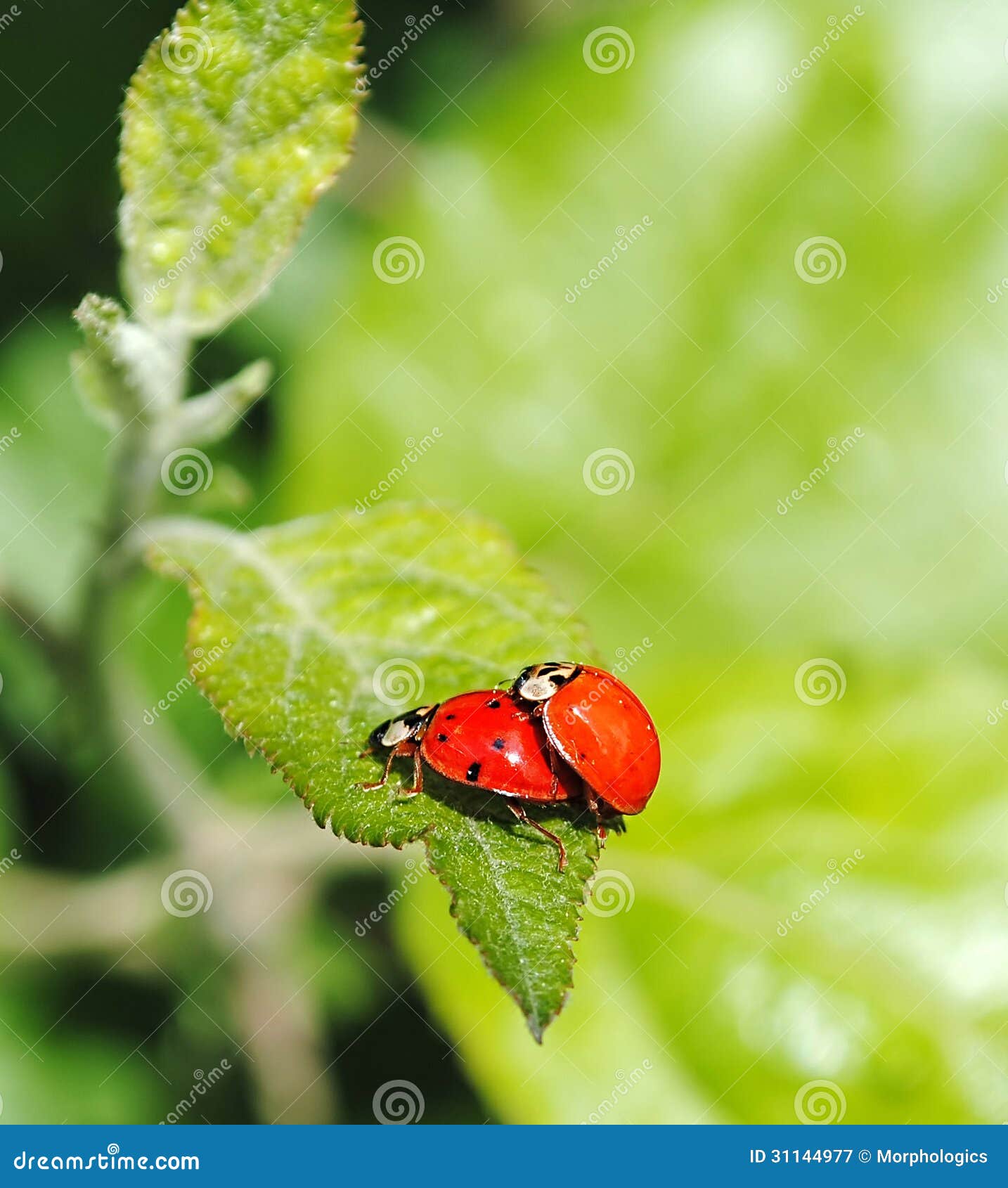 Ladybug mating stock image. Image of nature, habit, spring - 31144977