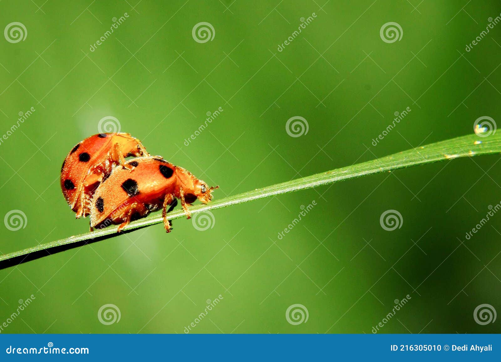 Ladybug Mating on the Grass Leaves Stock Photo - Image of grass ...