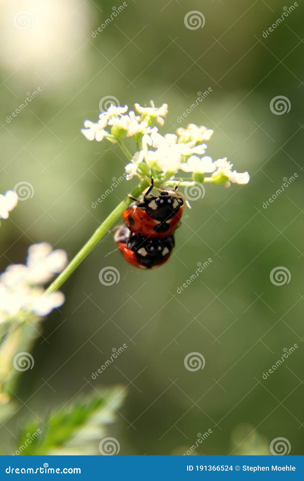 Ladybug Mating on Green and White Leaf Stock Photo - Image of colorful ...