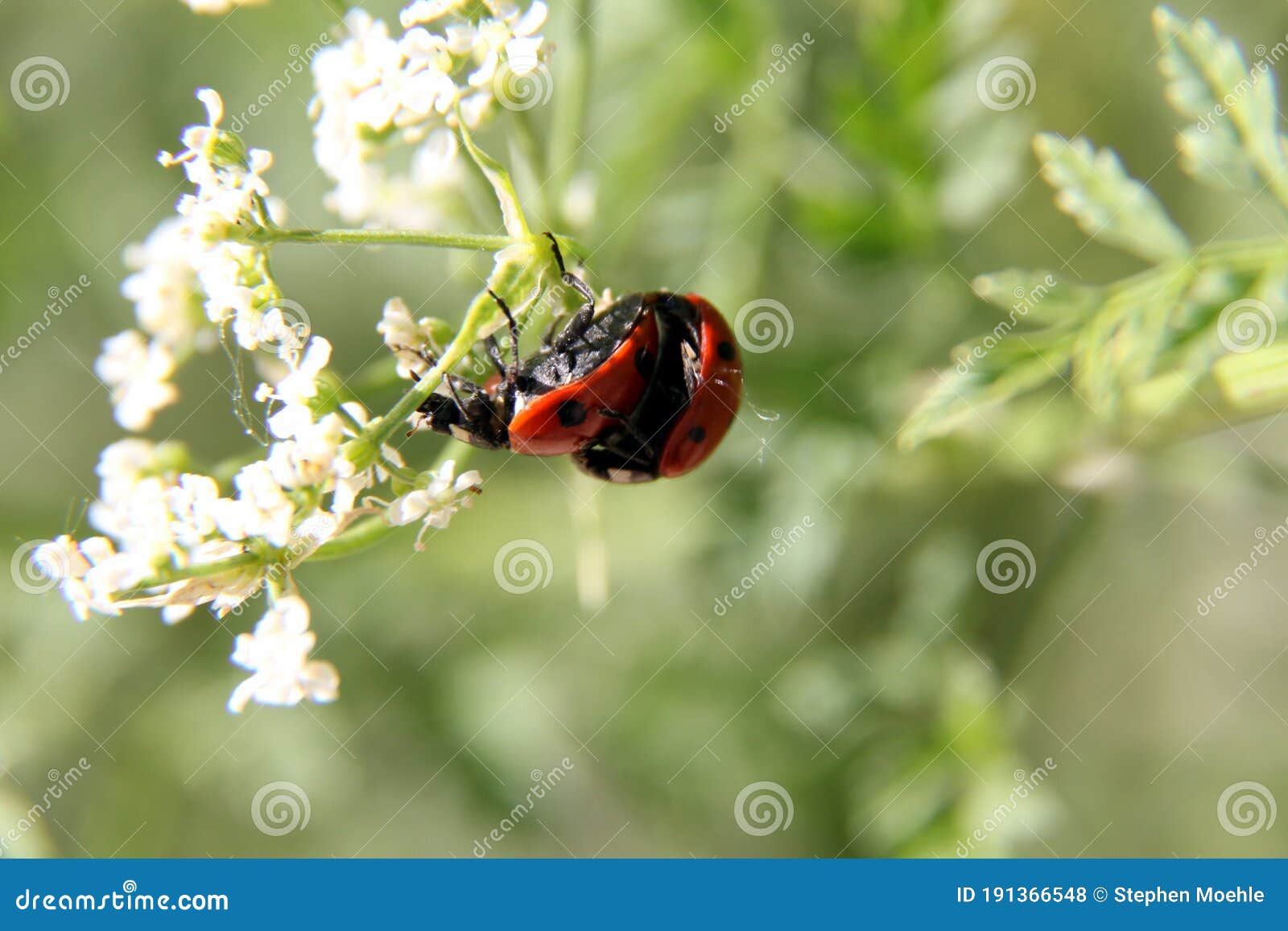 Ladybug Mating on Green and White Leaf Stock Photo - Image of ...