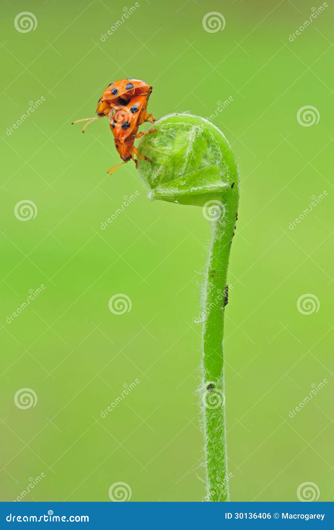 Lady bug mating stock photo. Image of beautiful, ladybug - 30136406