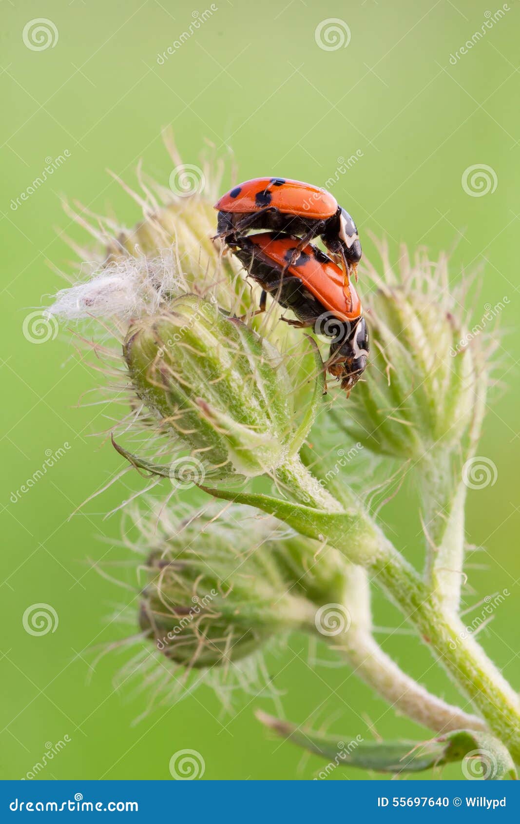 Ladybug mating stock photo. Image of natural, couple - 55697640
