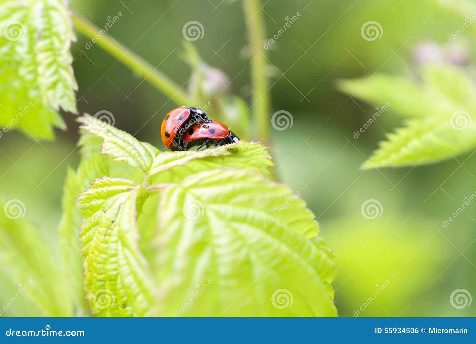 Ladybug - mating stock photo. Image of couple, insect - 55934506