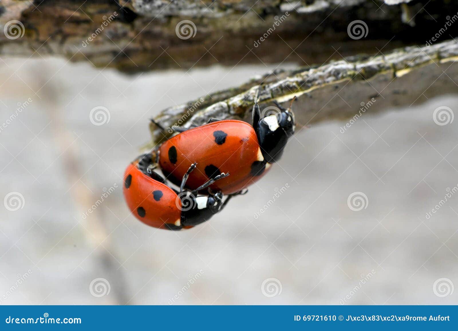 Ladybug Mating in the Nature Stock Photo - Image of beautiful, mating ...