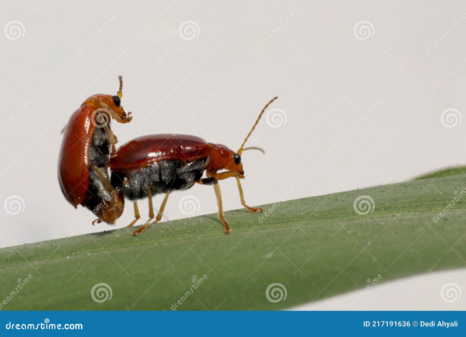 Ladybug Mating on White Background Stock Photo - Image of arthropod ...