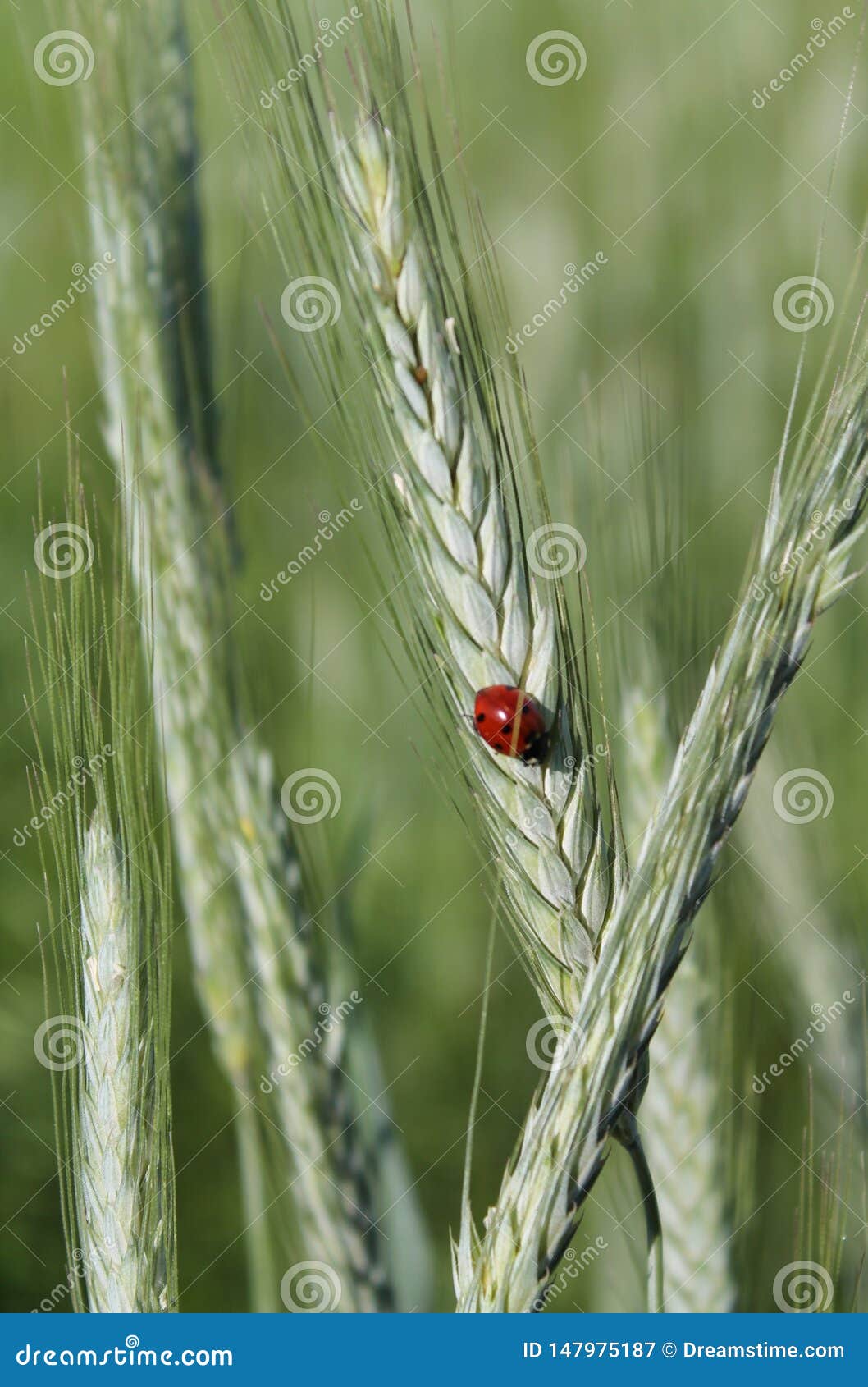 Ladybug in the meadow. stock image. Image of holiday - 147975187