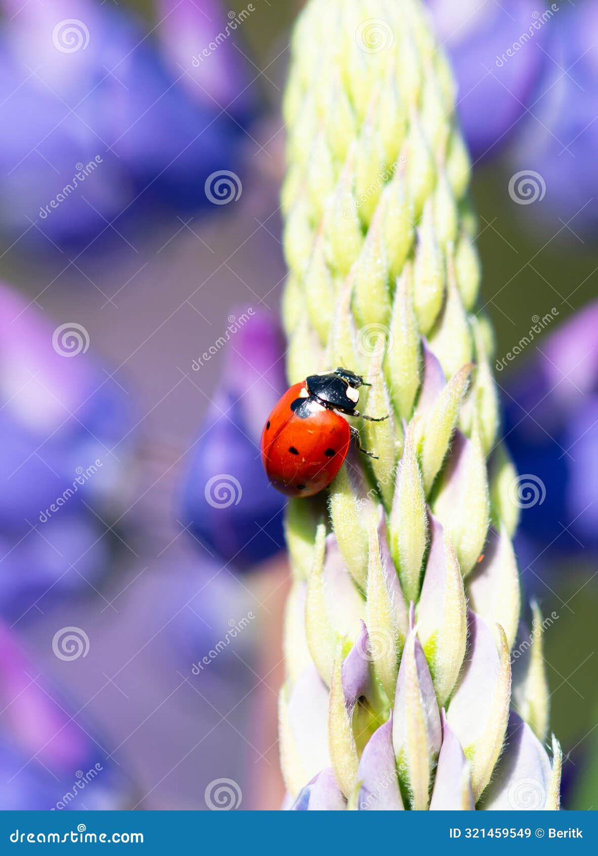 Ladybug on a Meadow, Macro of a Bug Insect, Beetle Climbing Up a Flower ...