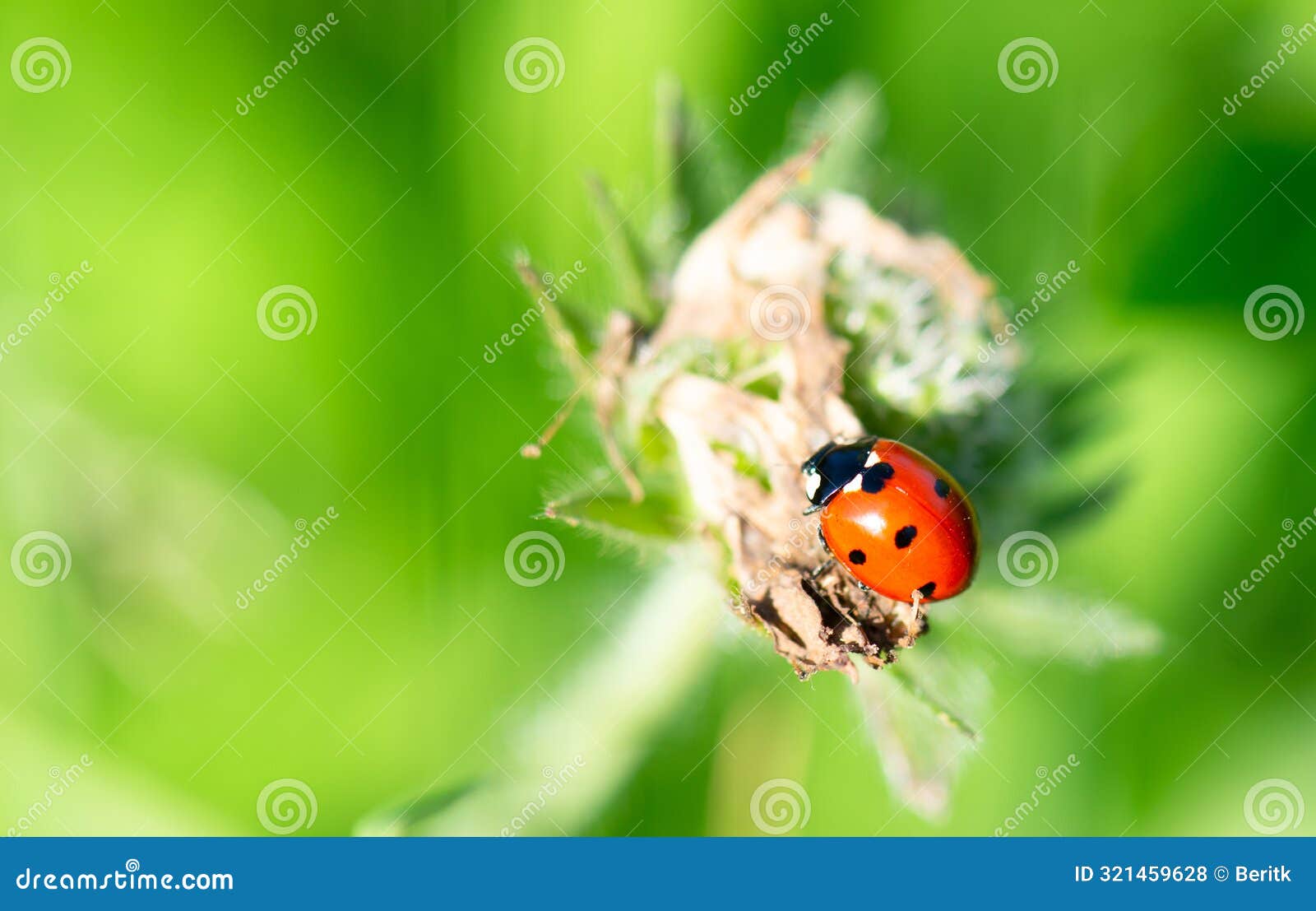 Ladybug on a Meadow, Macro of a Bug Insect, Beetle Climbing Up a Flower ...