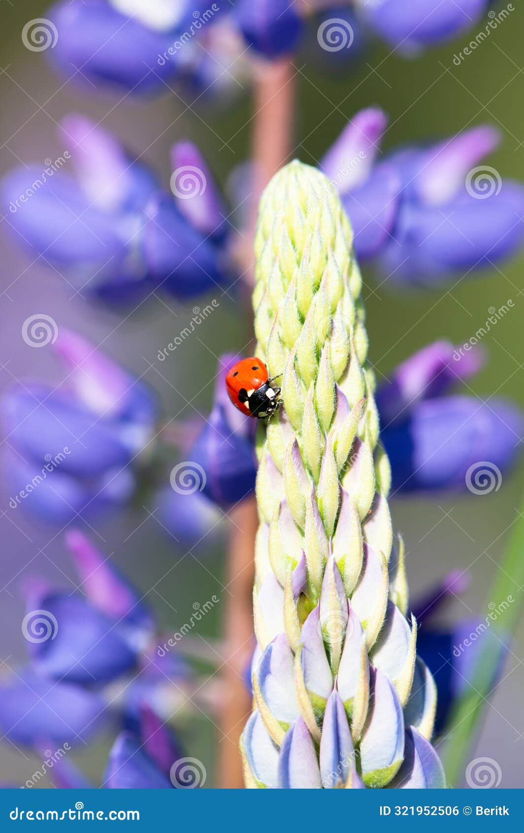 Ladybug on a Meadow, Macro of a Bug Insect, Beetle Climbing Up a Flower ...