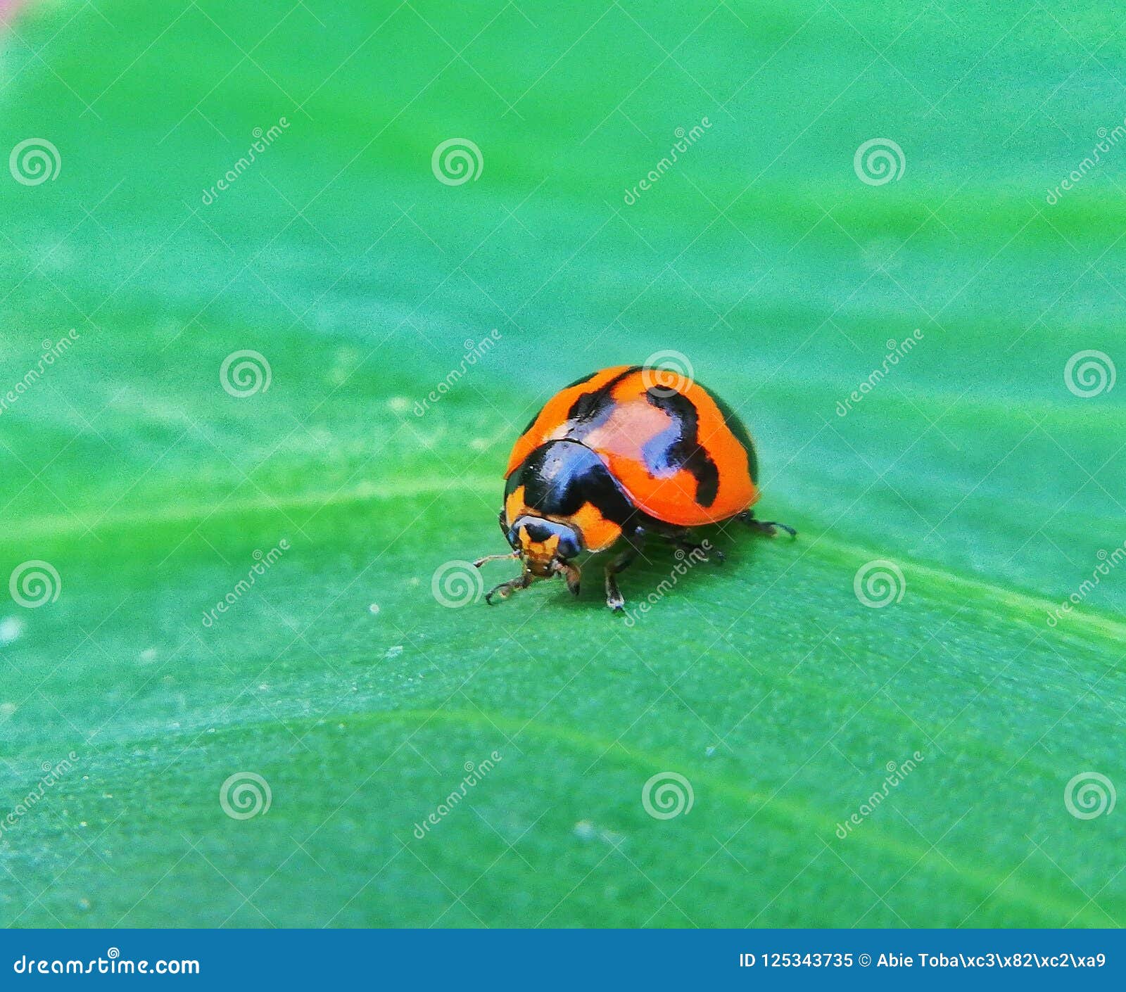 Ladybug stock image. Image of insect, medium, rare, ladybug - 125343735