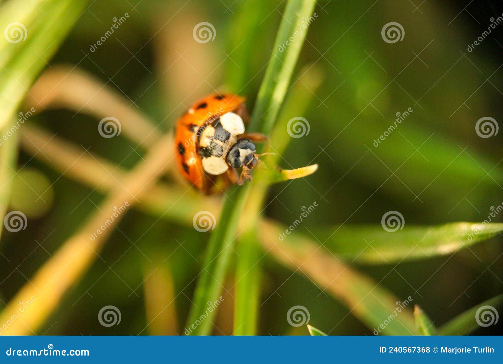 A Ladybug Meeting the Photograph Stock Photo - Image of grass, yellow ...