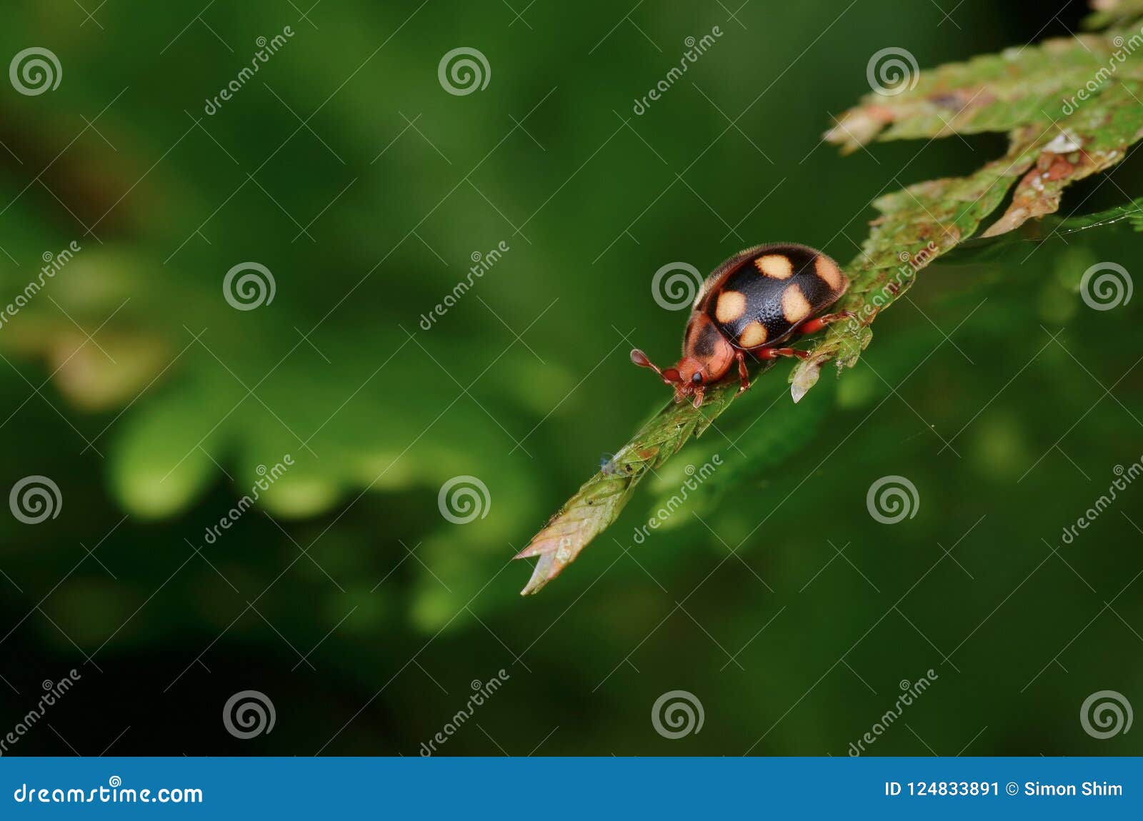 A ladybug-mimicking beetle stock image. Image of leaf - 124833891