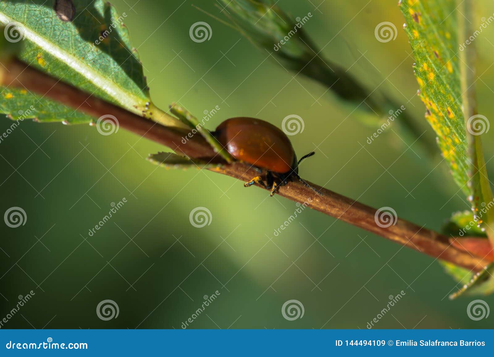 Ladybug without Polka Dots on a Branch Stock Image - Image of phrases ...