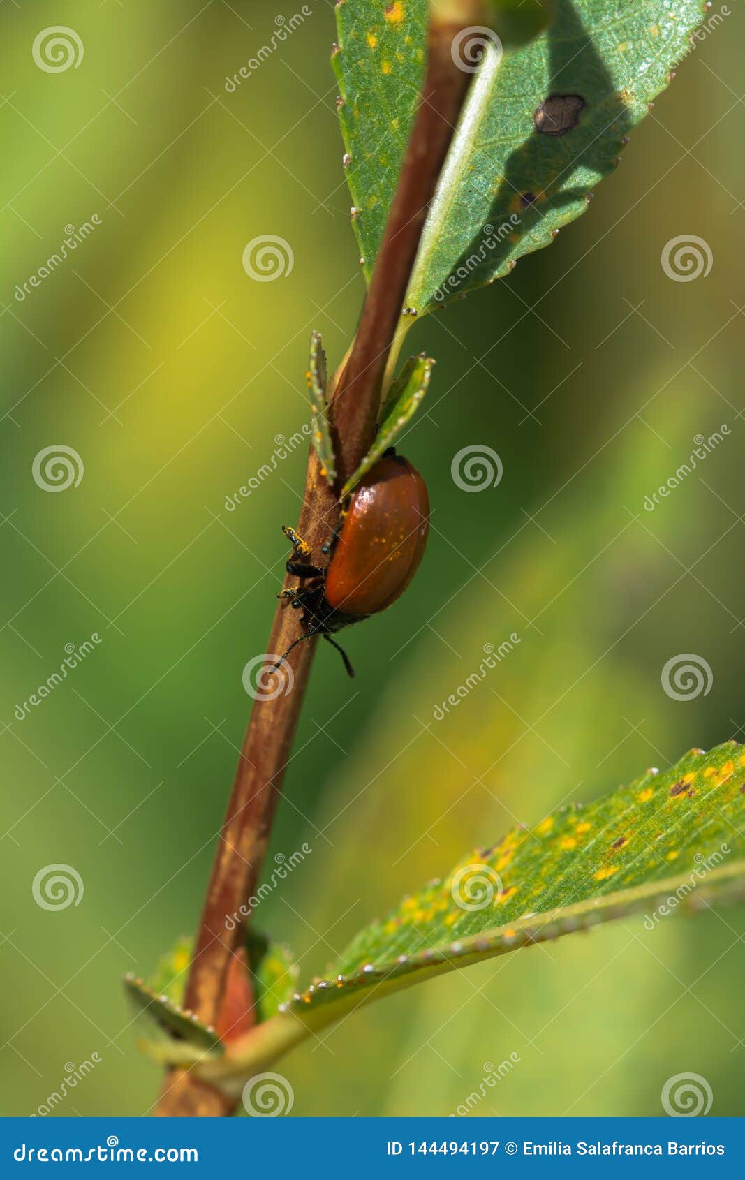 Ladybug without Polka Dots on a Branch Stock Image - Image of scene ...