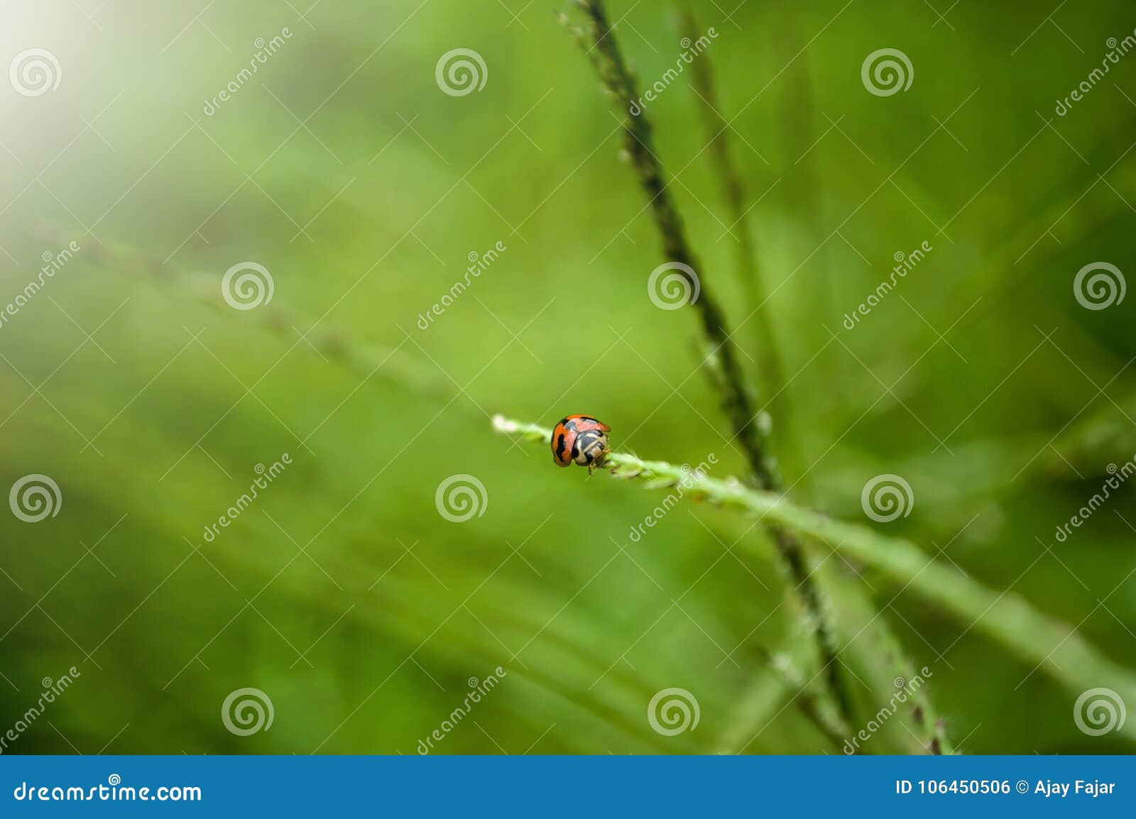 LadyBug in the Morning stock photo. Image of undefined - 106450506