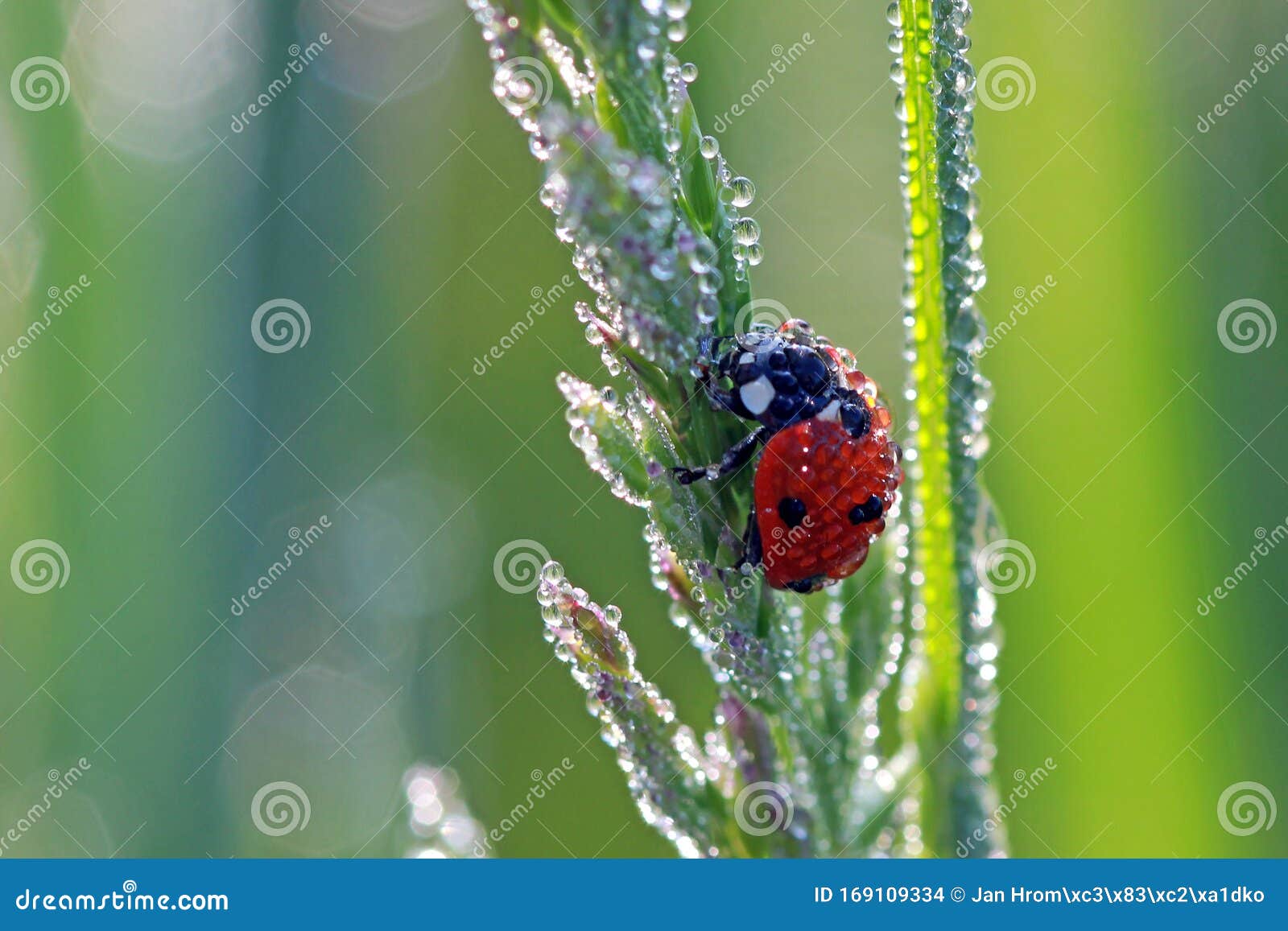 Ladybug in the morning dew stock photo. Image of detail - 169109334
