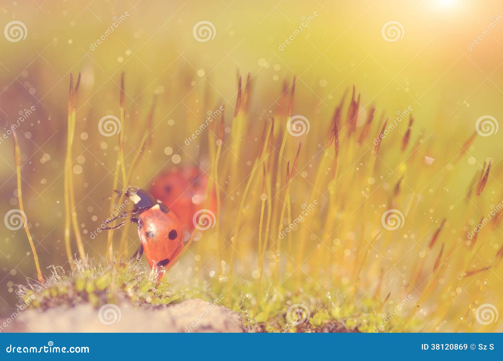 Ladybug in the moss forest stock image. Image of leaf - 38120869