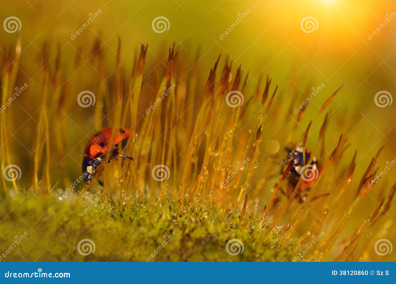 Ladybug in the moss forest stock photo. Image of meadow - 38120860