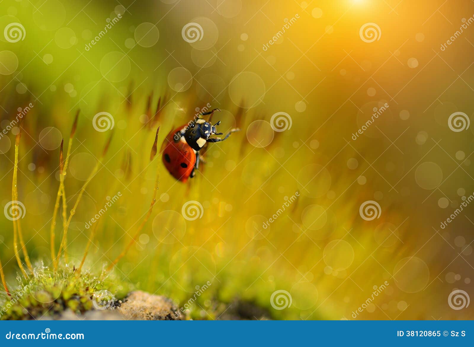 Ladybug in the moss forest stock image. Image of field - 38120865