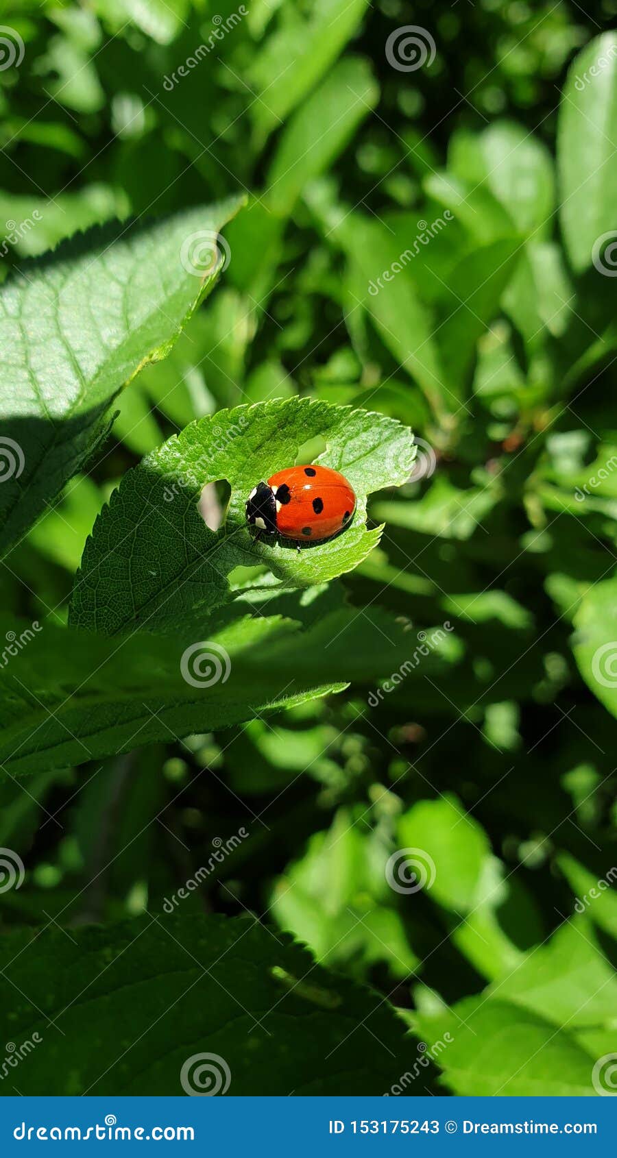 The Ladybug stock image. Image of nature, leafs, hiding - 153175243
