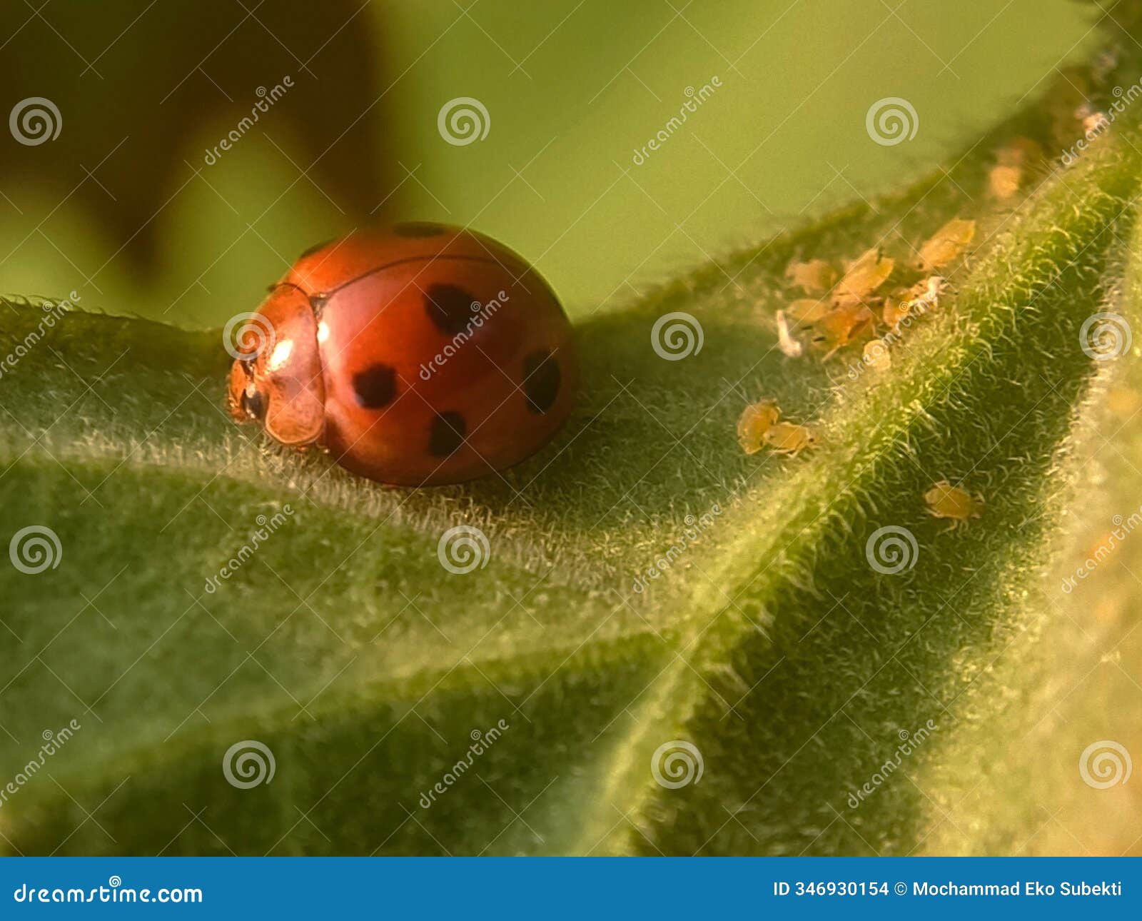 Two Newly Hatched Chicks Are In The Nest. Royalty-Free Stock ...