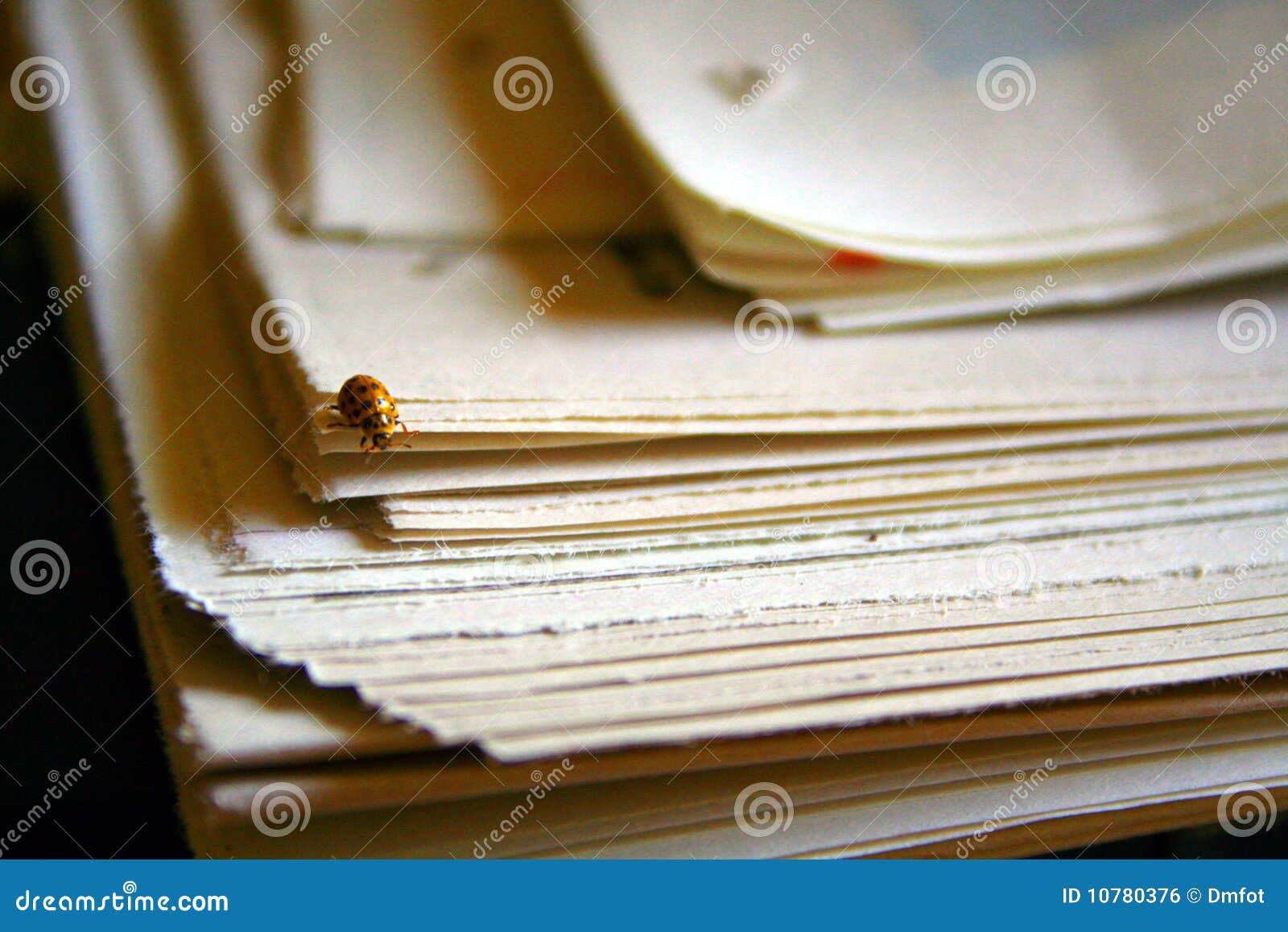 Ladybug on newspaper stock photo. Image of ladybug, press - 10780376