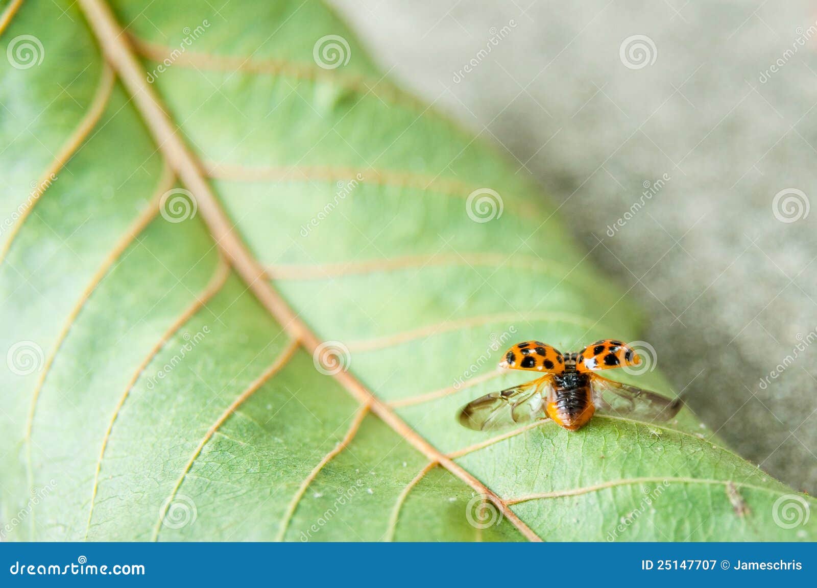 Ladybug open out wings stock image. Image of bird, ladybug - 25147707