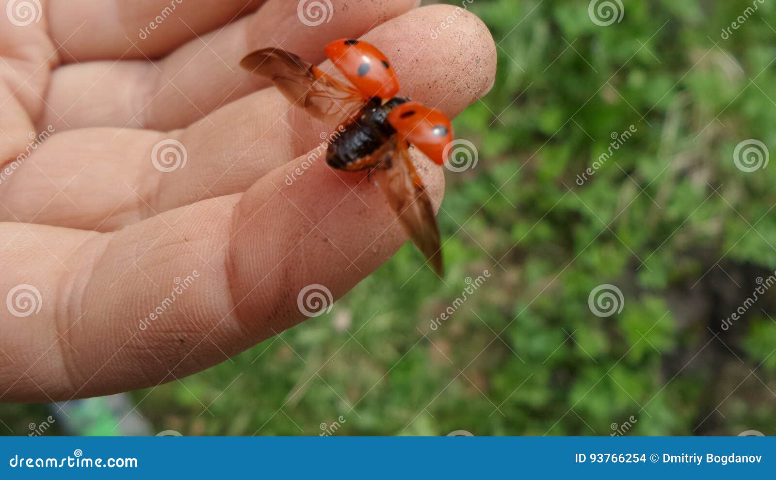 Ladybug with open wings stock photo. Image of wings, seating - 93766254