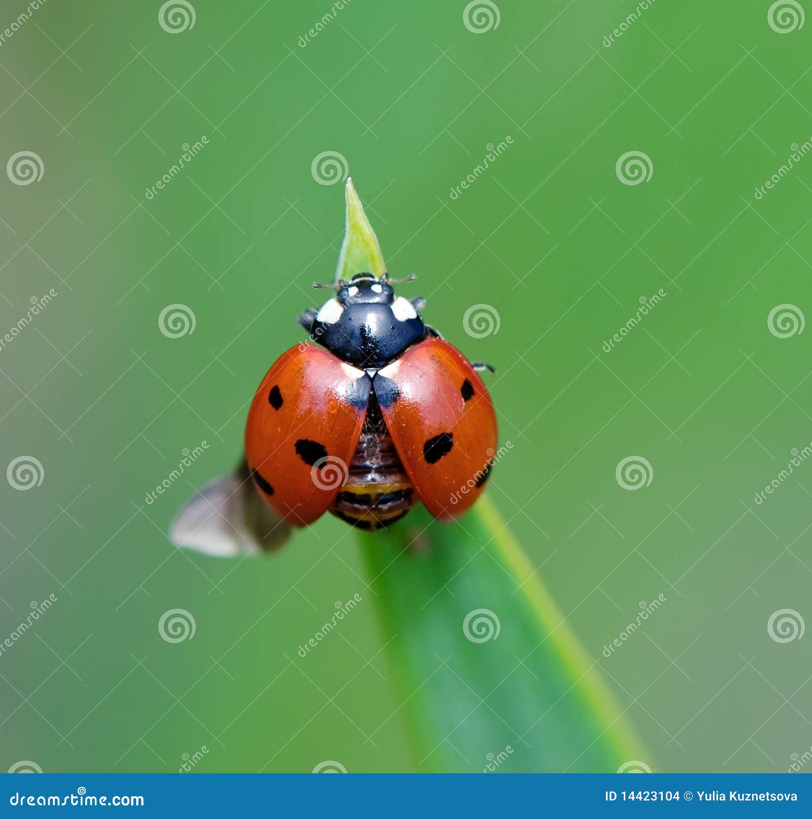 Ladybug Opening Wings Stock Images - Image: 14423104