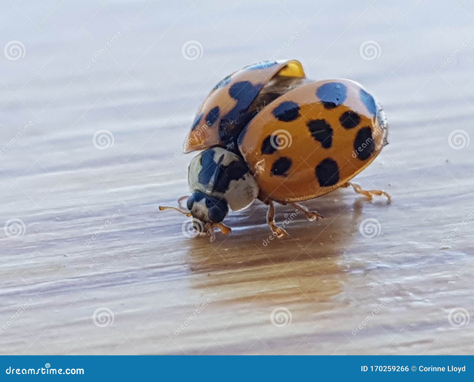 Ladybug Opening Wings stock photo. Image of insects - 170259266