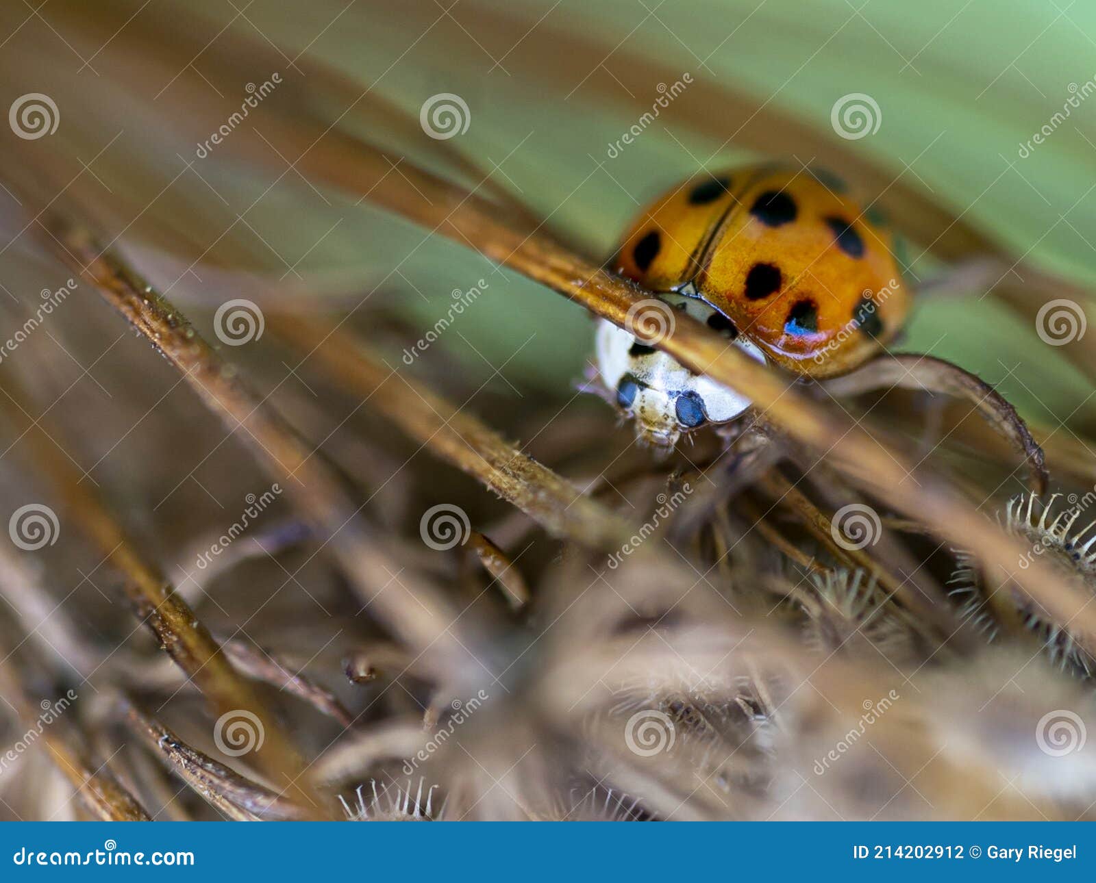 A Tiny Ladybug in the Fields of Virginia, USA. Stock Photo - Image of ...