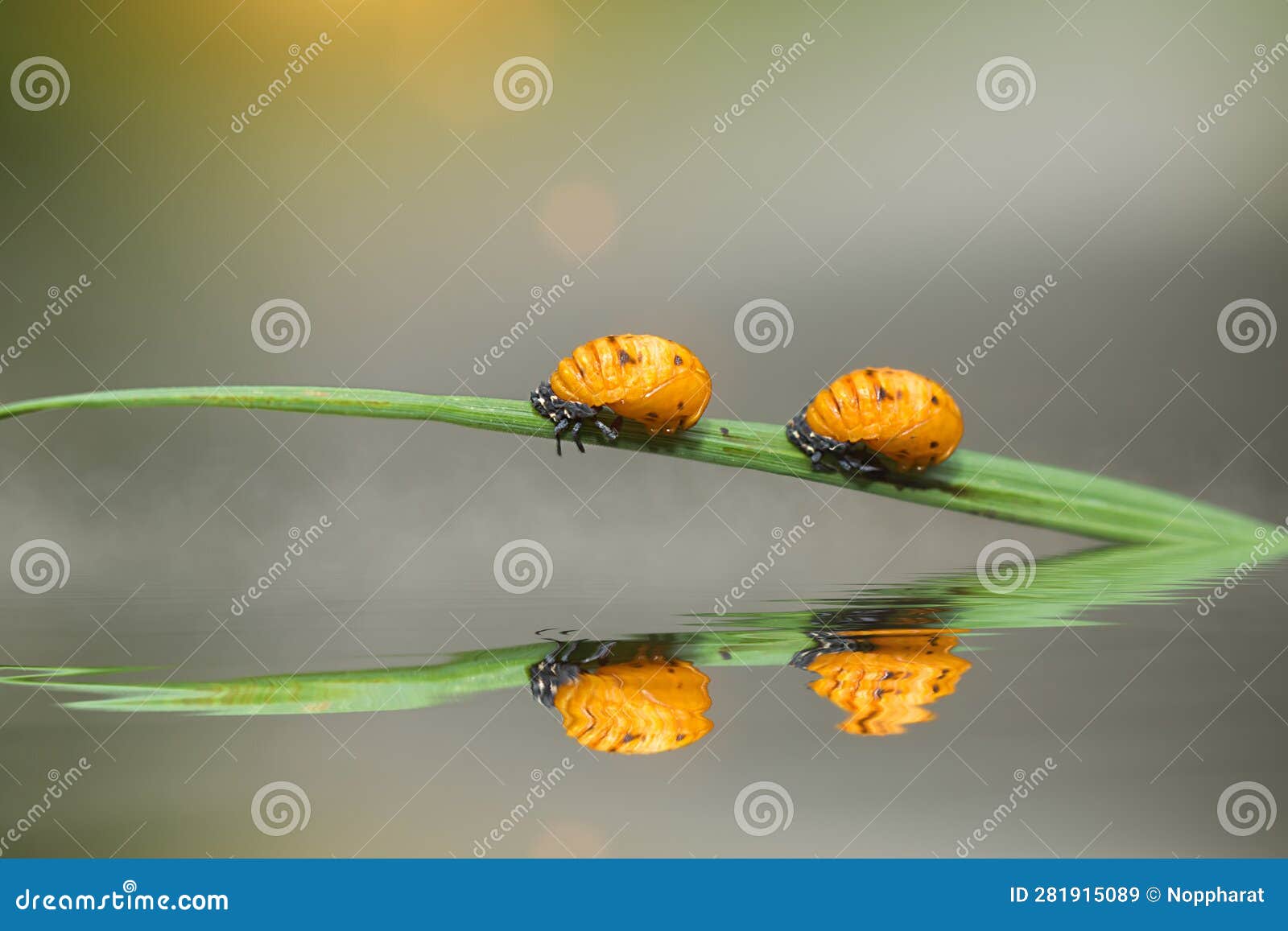 Ladybug Orange Waiting To Molt Stock Image - Image of macro, beetle ...