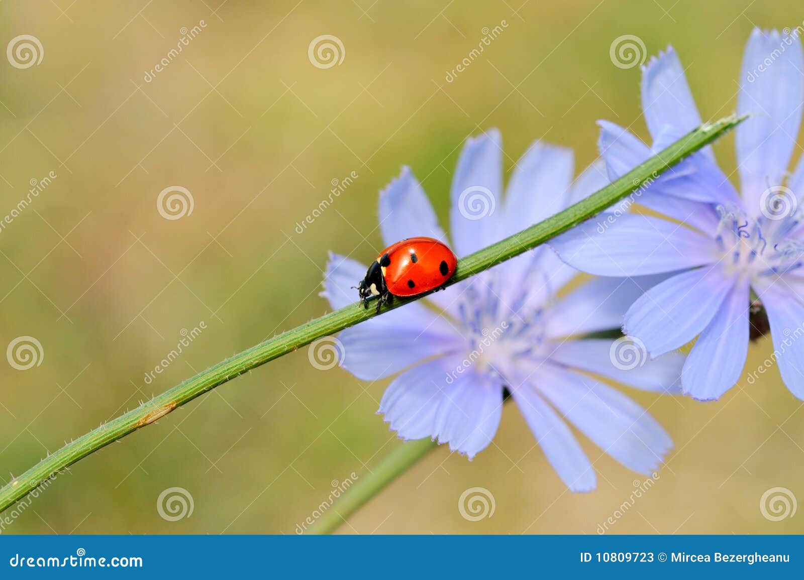 Ladybug outdoor stock image. Image of foliage, environment - 10809723