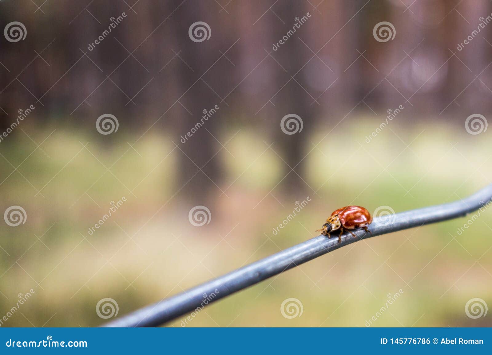 Ladybug over a wire stock photo. Image of natural, leaf - 145776786