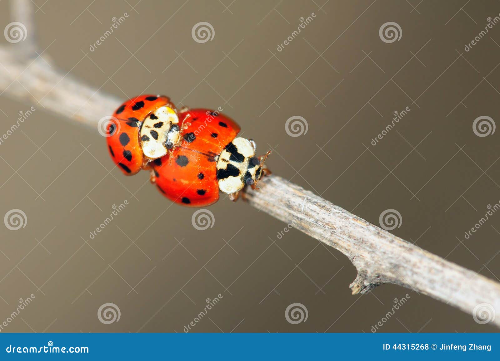Ladybug stock photo. Image of insects, close, insect - 44315268