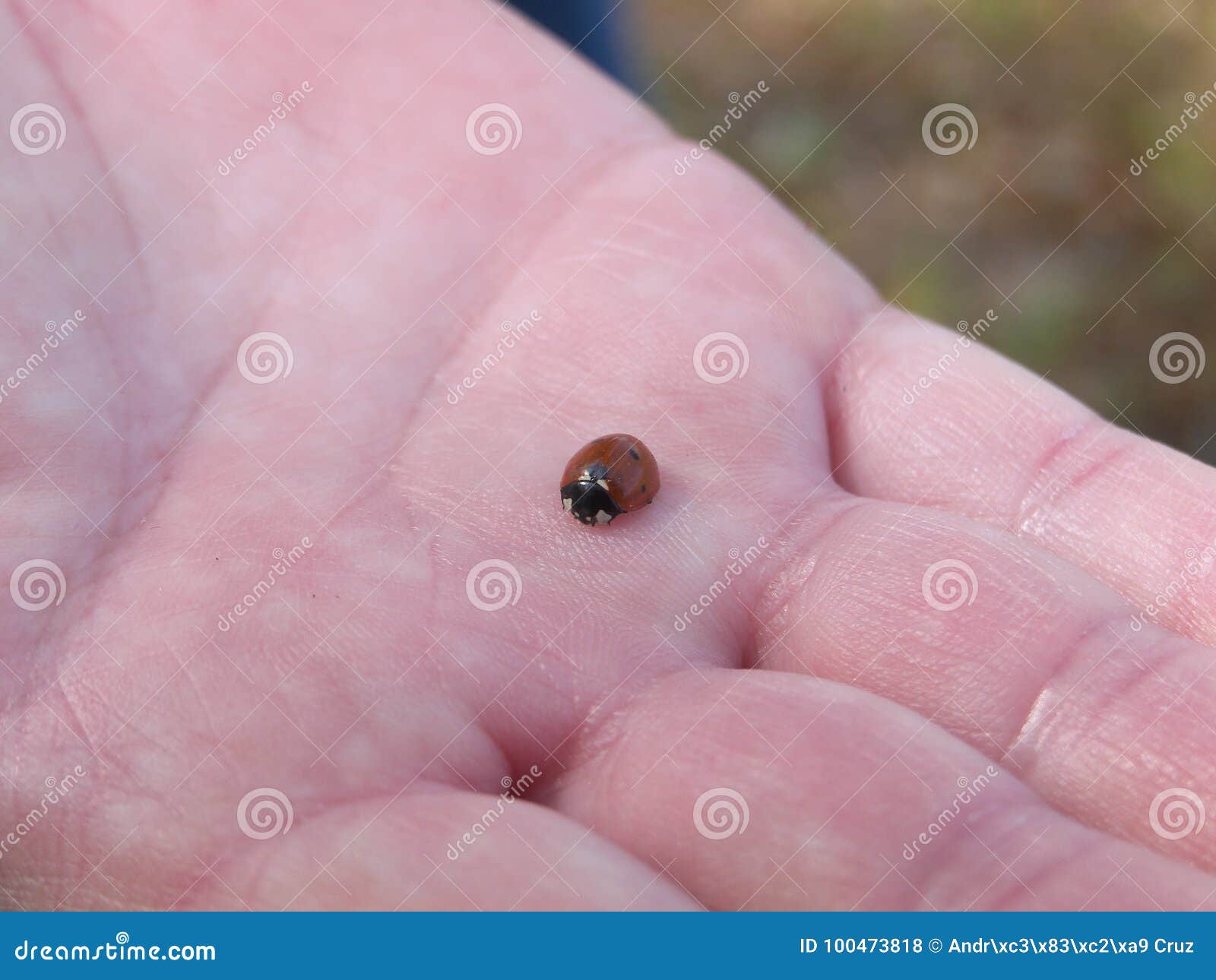Ladybug In The Sun In The Palm Of A Hand Royalty-Free Stock Image ...