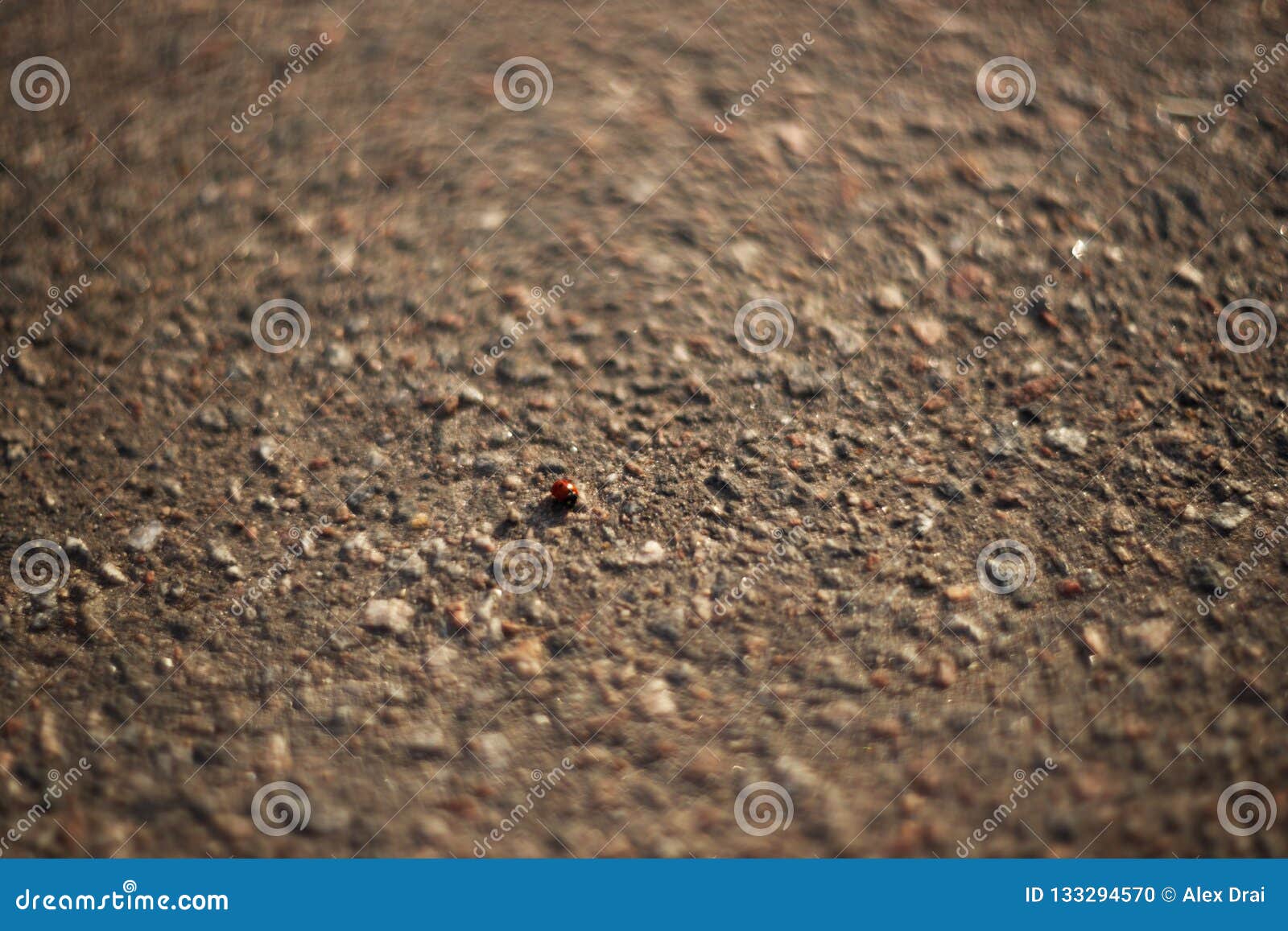Ladybug on the Pavement. a Small Insect on the Roadway Stock Photo ...