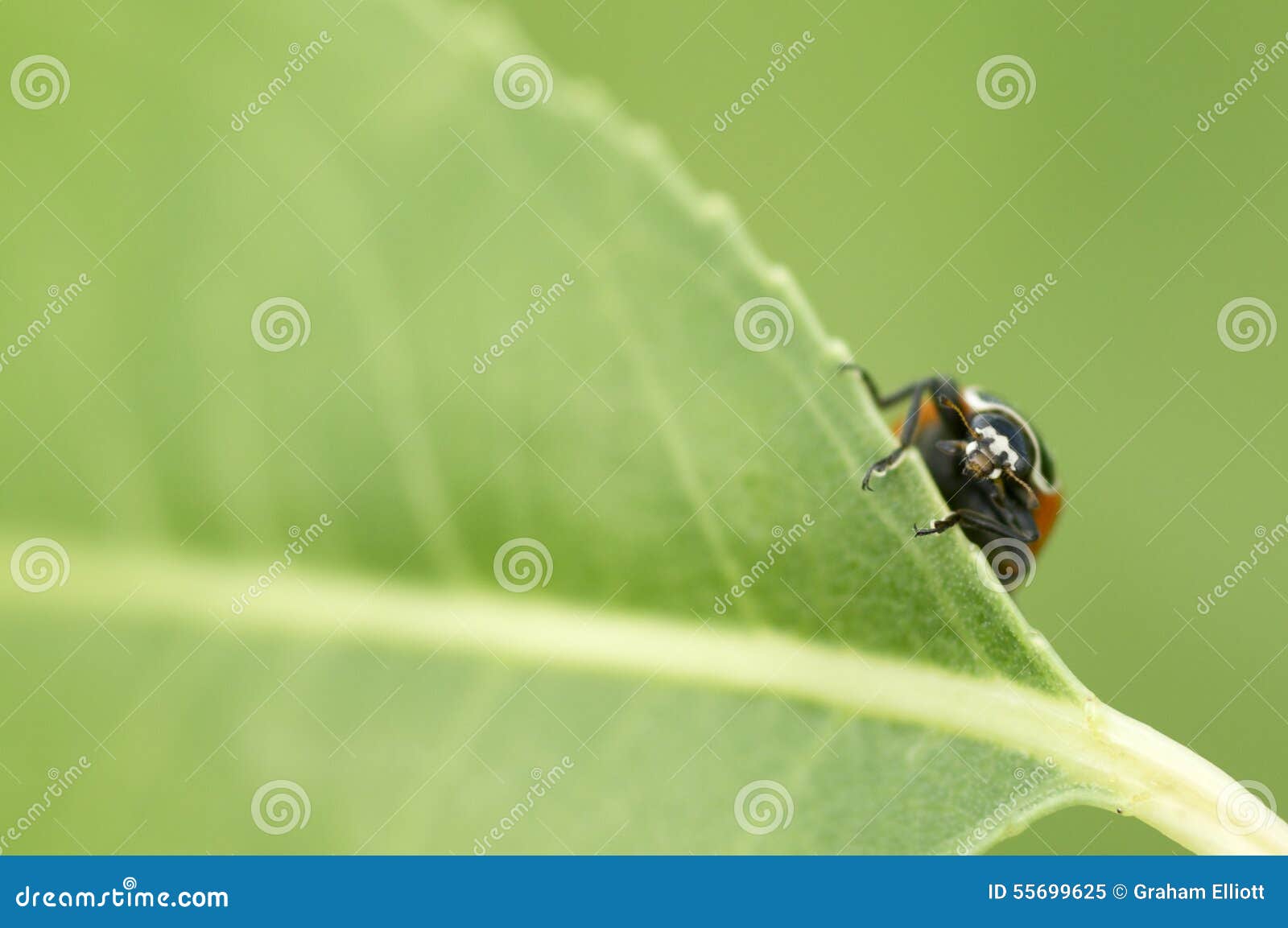 Ladybug Peeking from Behind a Leaf Stock Image - Image of close ...