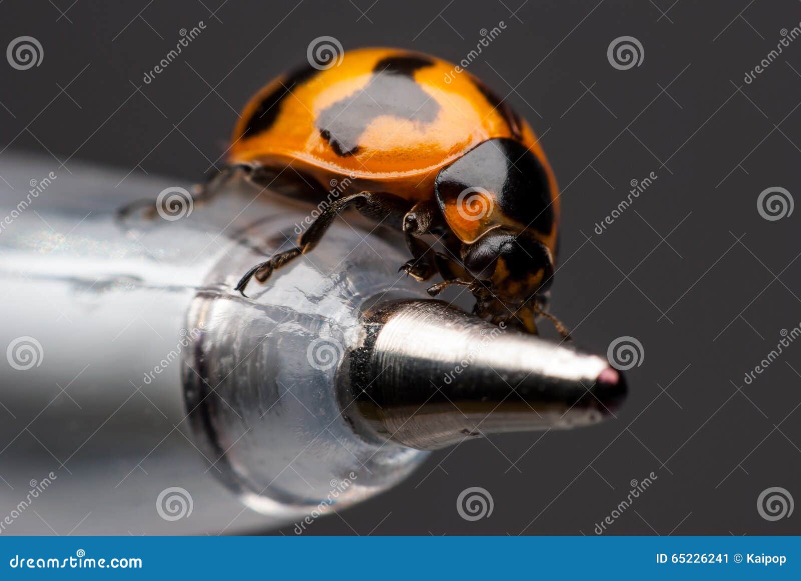 Ladybug stock image. Image of macro, summer, wildlife - 65226241