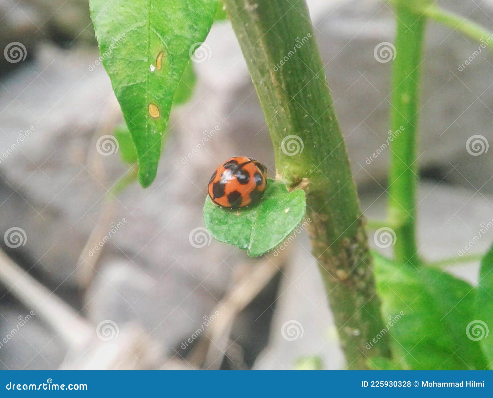 Ladybug Perched on a Chili Plant Leaf Stock Photo - Image of insect ...