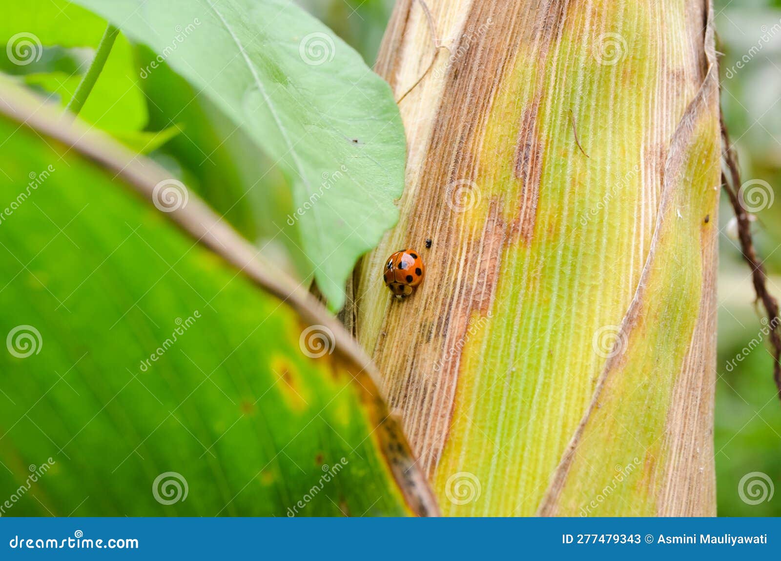 Ladybug On A Corn Cob Leaf Royalty-Free Stock Photography ...