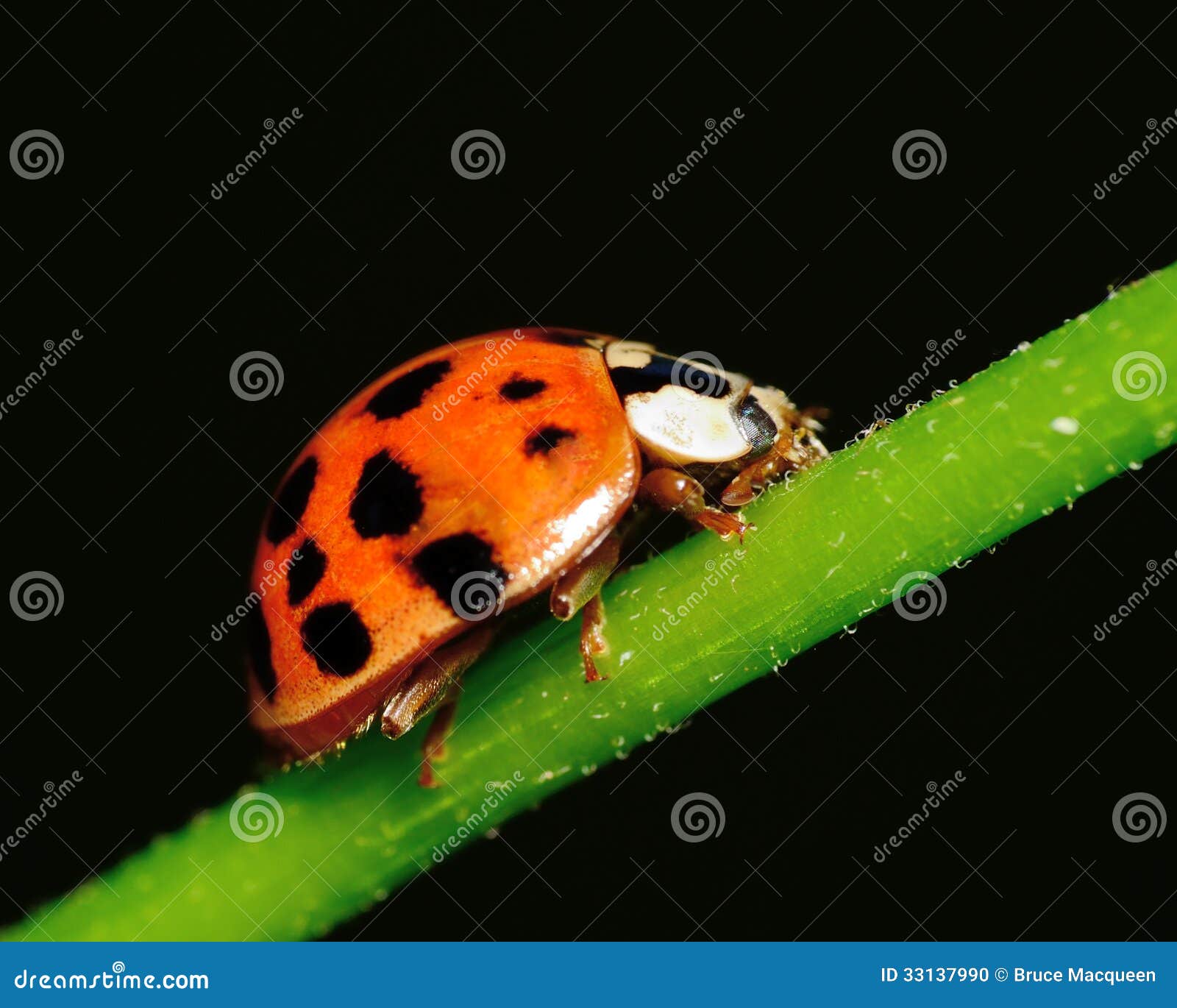 Ladybug stock photo. Image of field, botany, grass, foliage - 33137990