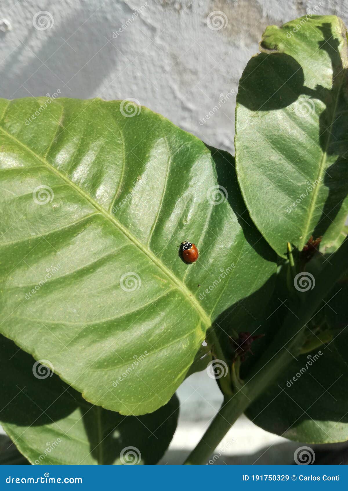 Ladybug Perched on a Lemon Leaf Stock Image - Image of little ...