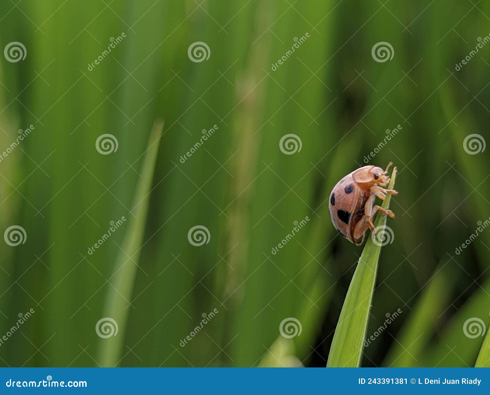 Ladybug Perched on Top of the Rice Plant Stock Image - Image of rice ...